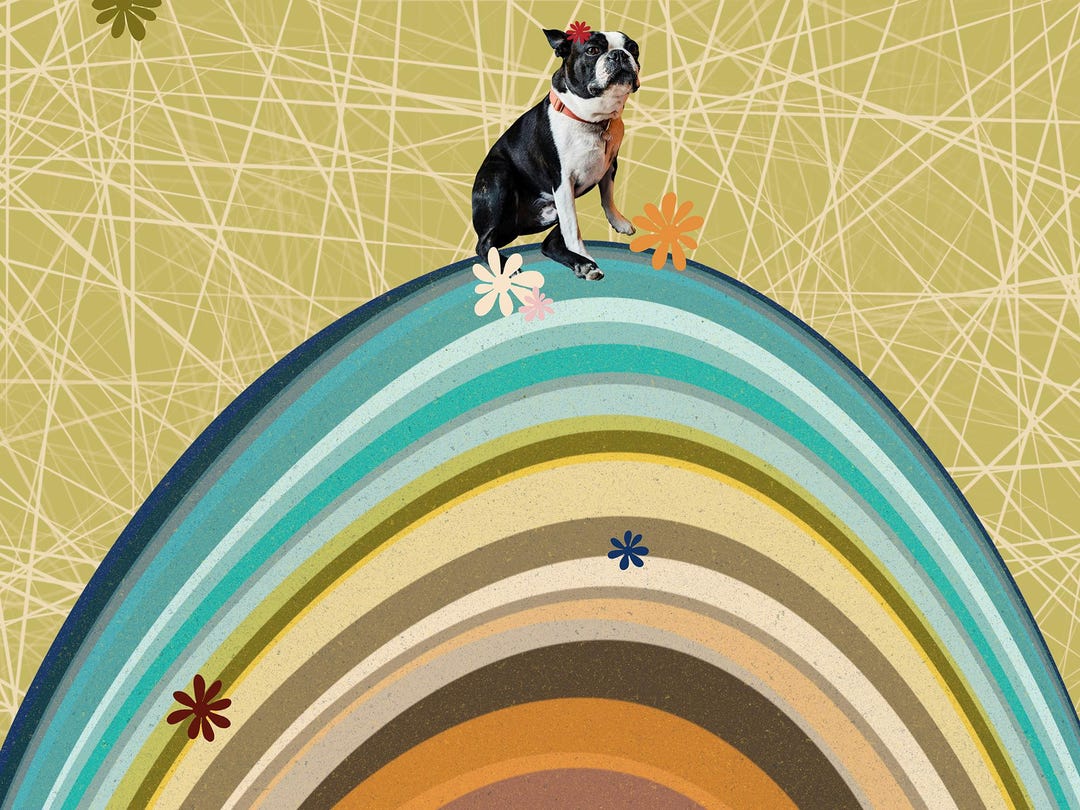 Mid Century Modern Abstract With Boston Terrier Unframed Fine Art ...