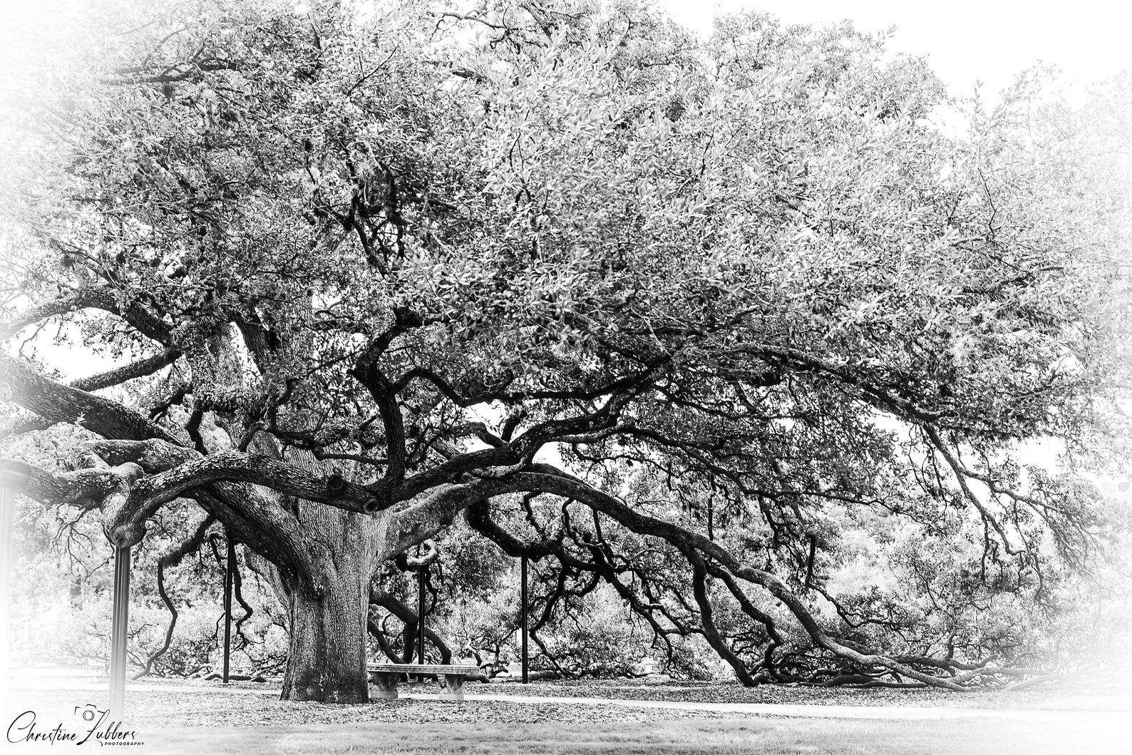 Texas A&M Century Tree Fine Art Giclee Print - Etsy