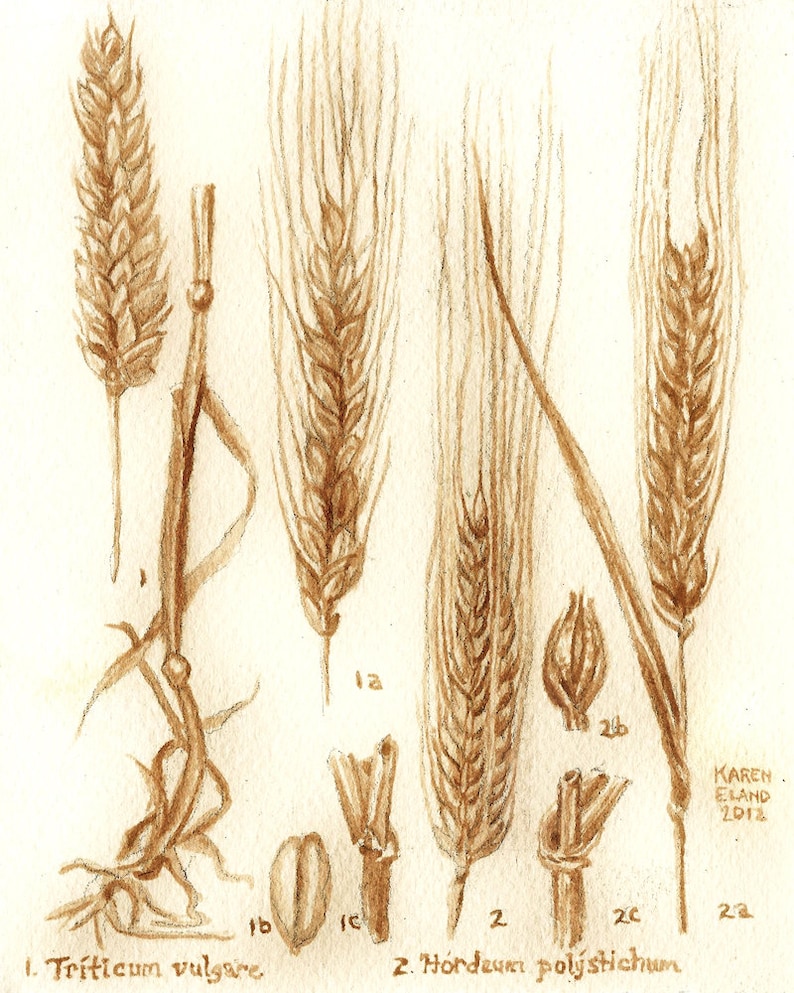 Beer Art, Barley and Wheat Botanical Drawing, Painted With Beer, Bar ...