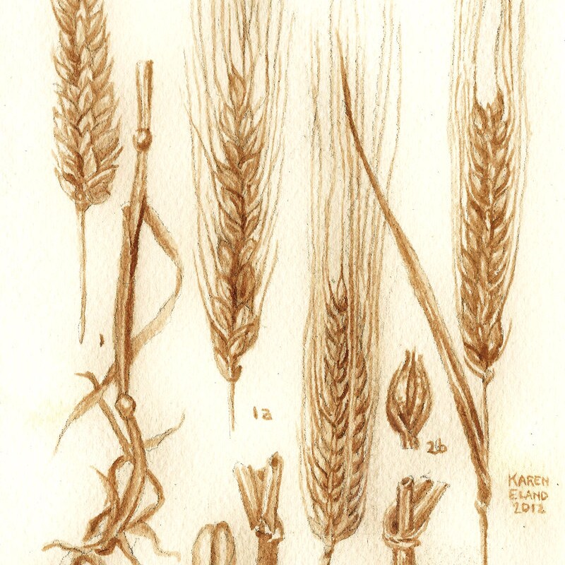 Botanical Drawing - Etsy