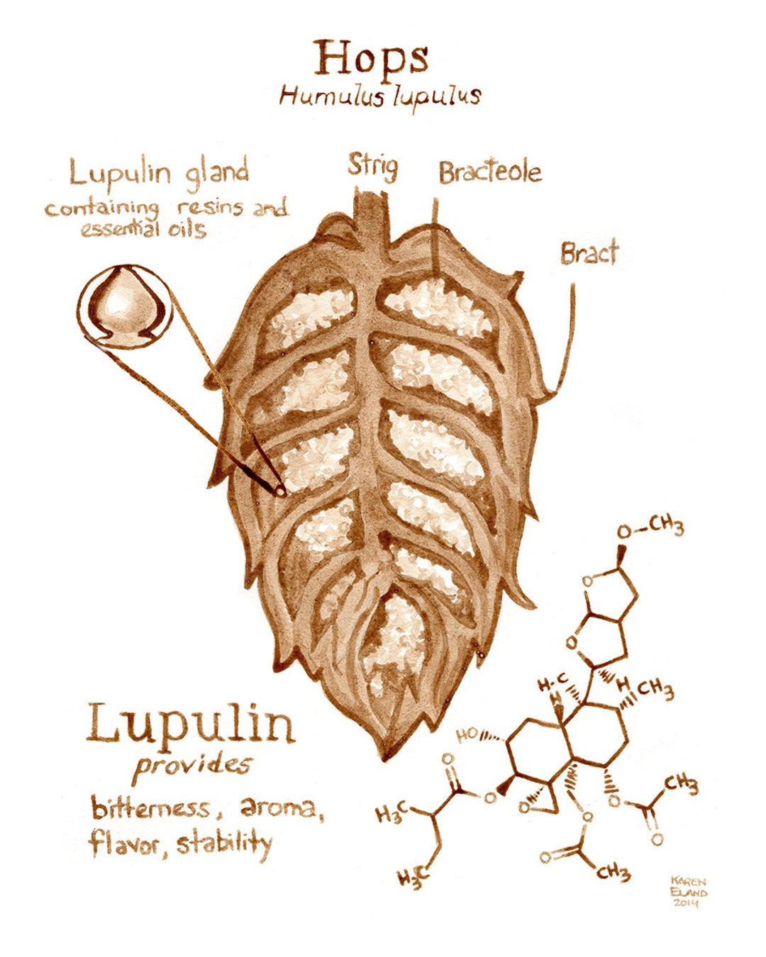 Beer Art, Lupulin Chemistry, Painted With Beer, Beer Science, Bar Art ...