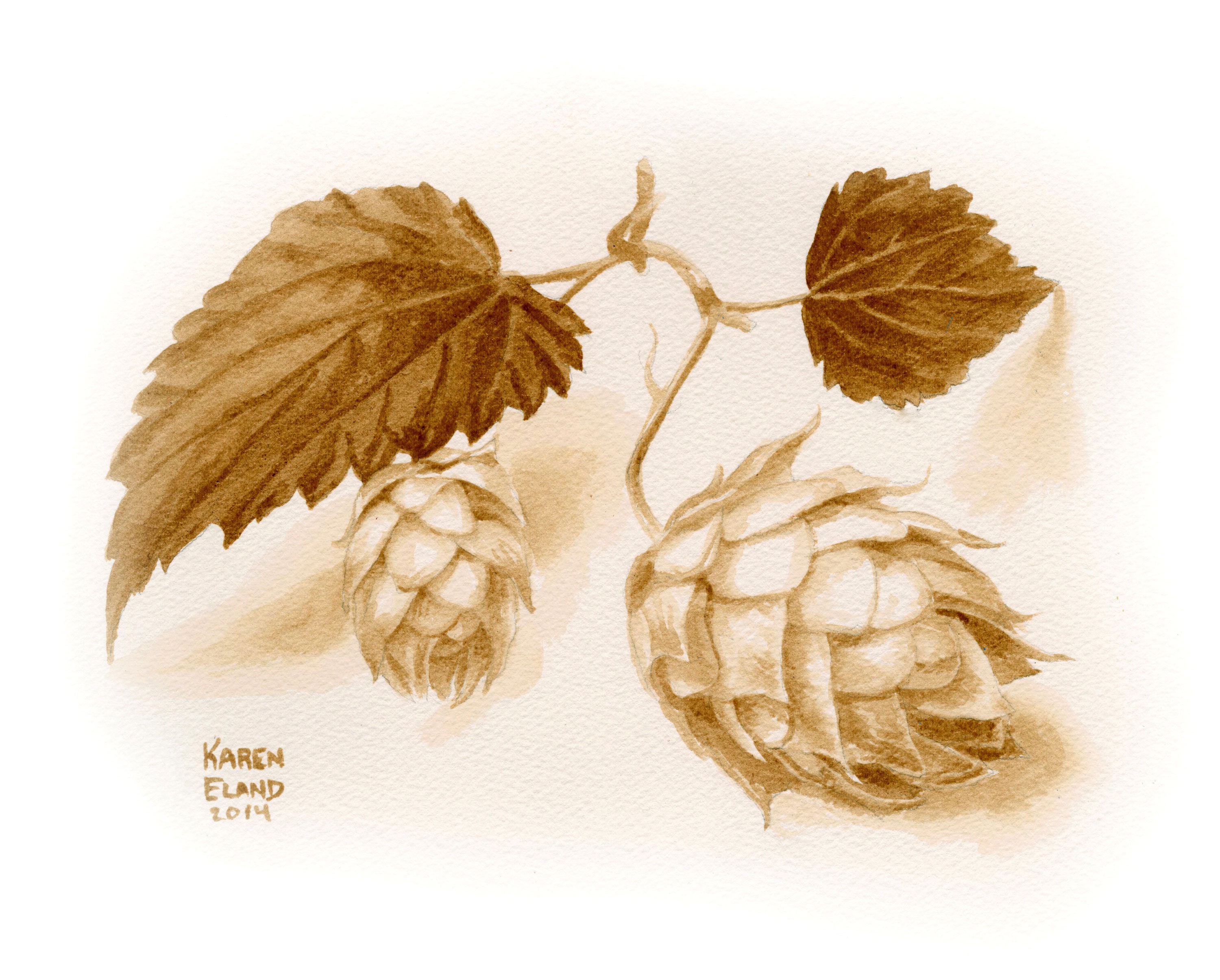 Beer Art, Fresh Hops, Painted With Beer, Hops, Beer Ingredients, Bar ...