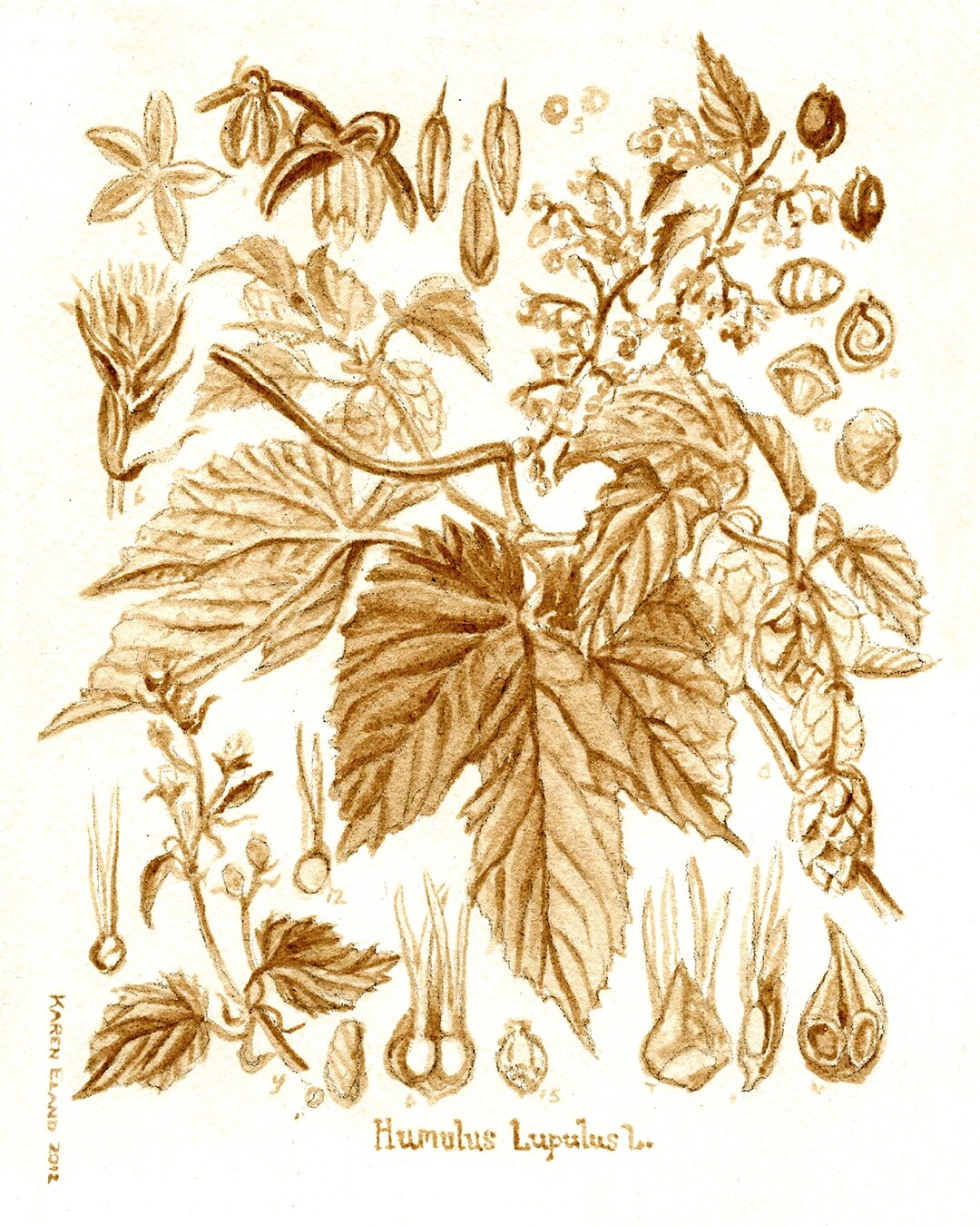 Beer Art, Hops Botanical Drawing, Painted With Beer, Bar Art, Brewery ...