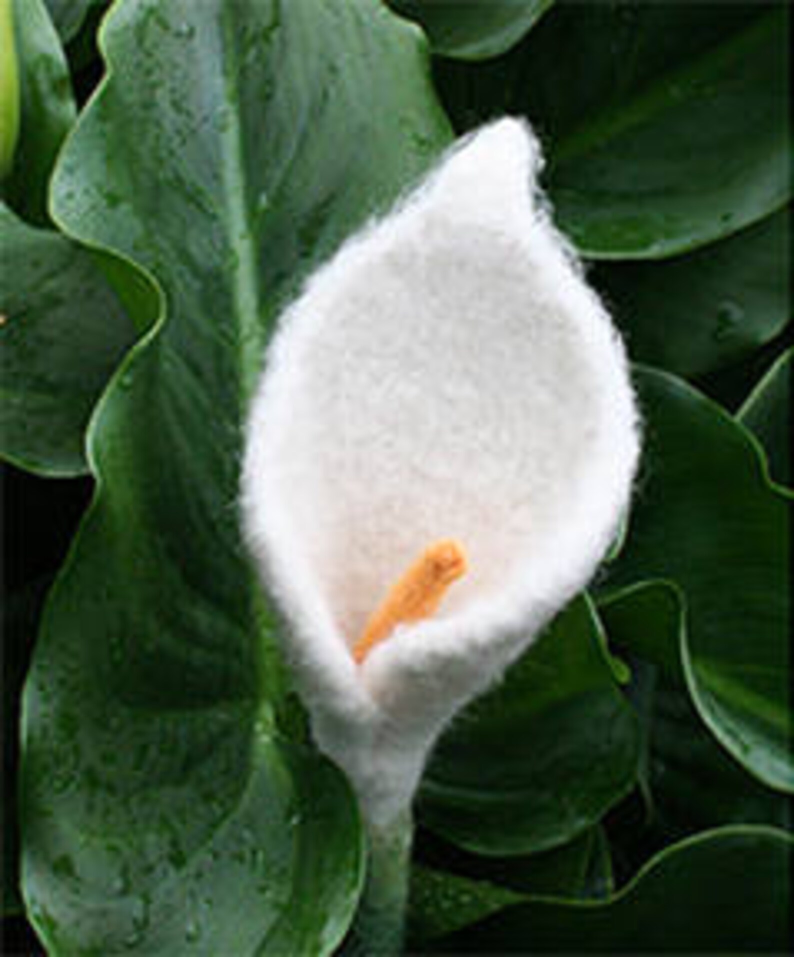 Calla Lily Flower Knitting Pattern - Etsy