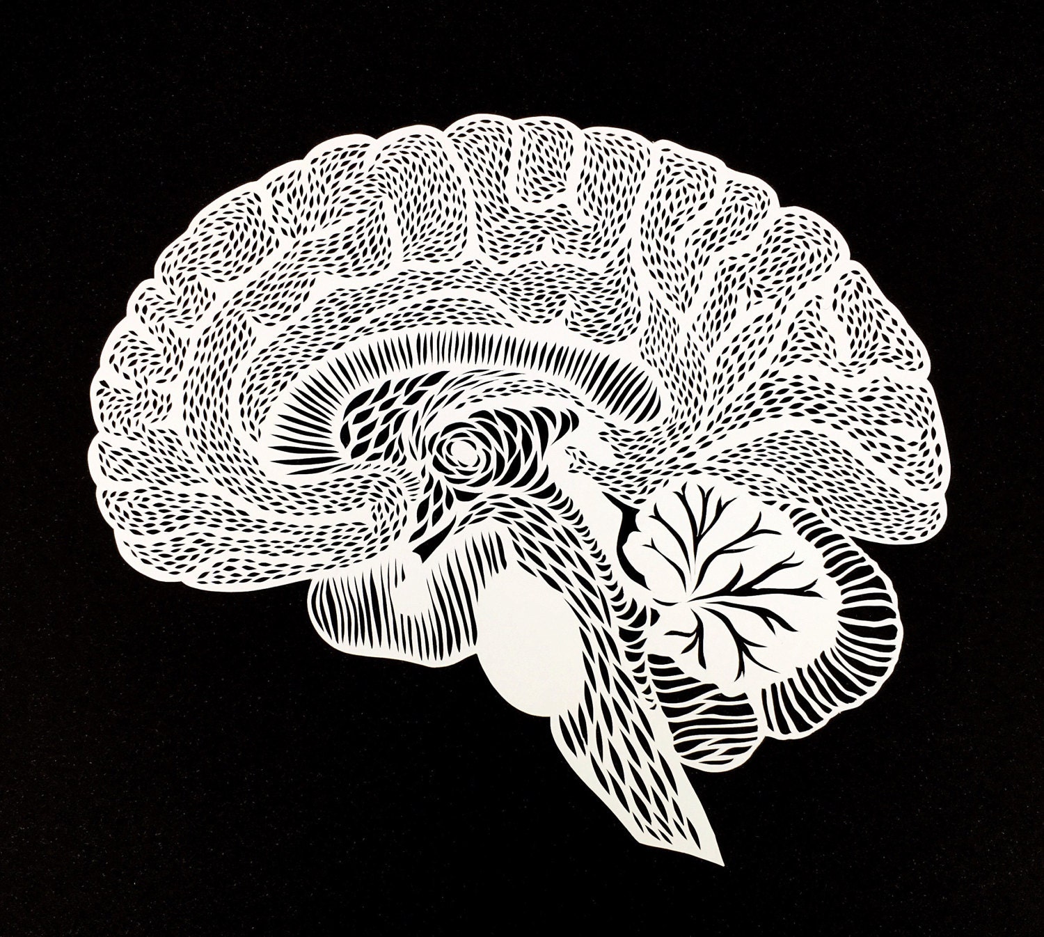 Anatomical Brain Laser-cut Papercutting Artwork - Etsy UK