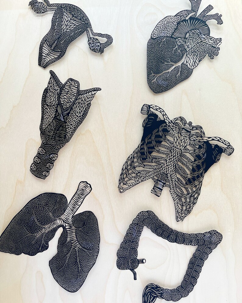 Anatomical Kidney Laser-cut Papercutting Artwork, Kidney Transplant ...