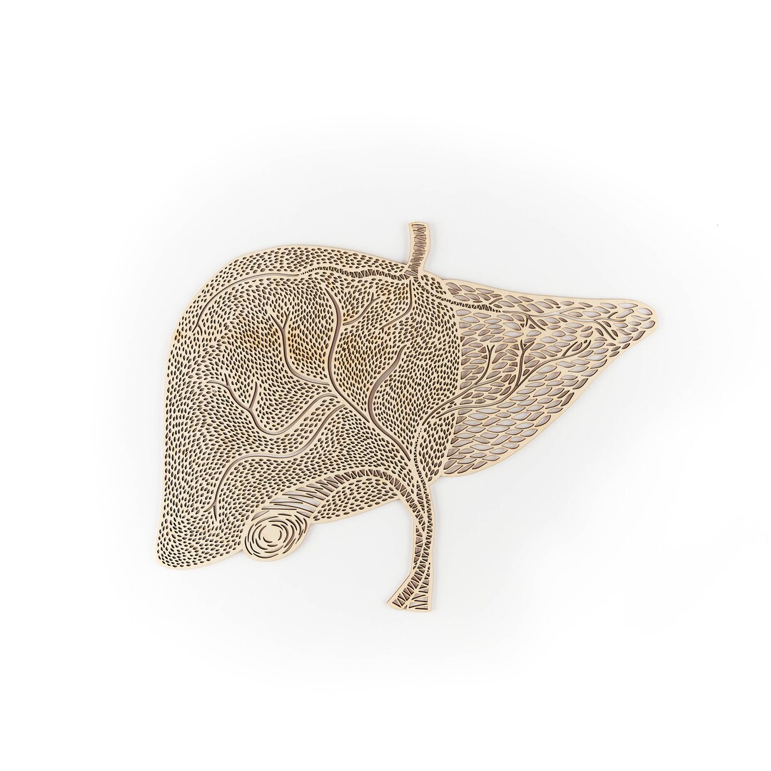Anatomical Liver Lasercut Wooden Artwork - Etsy