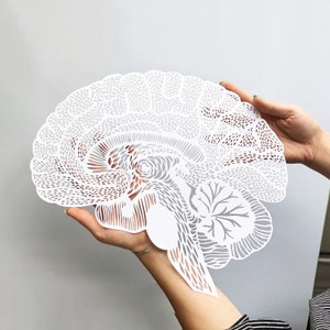 Anatomical Brain Laser-cut Papercutting Artwork, Neurology Gift, Doctor ...