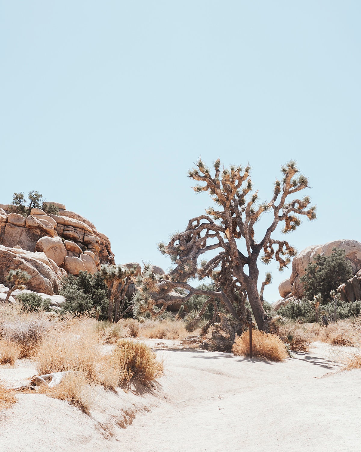 Pastel Nature Photography