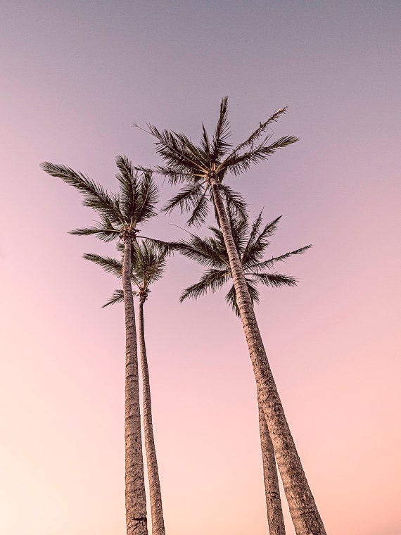 Palmera Rosa Horquilla Palmera Rosa | BOUTIQUE ORIGINAL