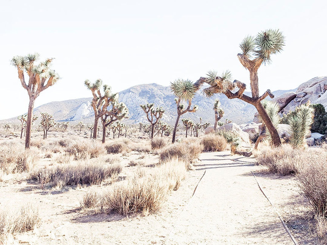 Joshua Tree Photo Boho Print, Joshua Tree, California Desert Landscape ...
