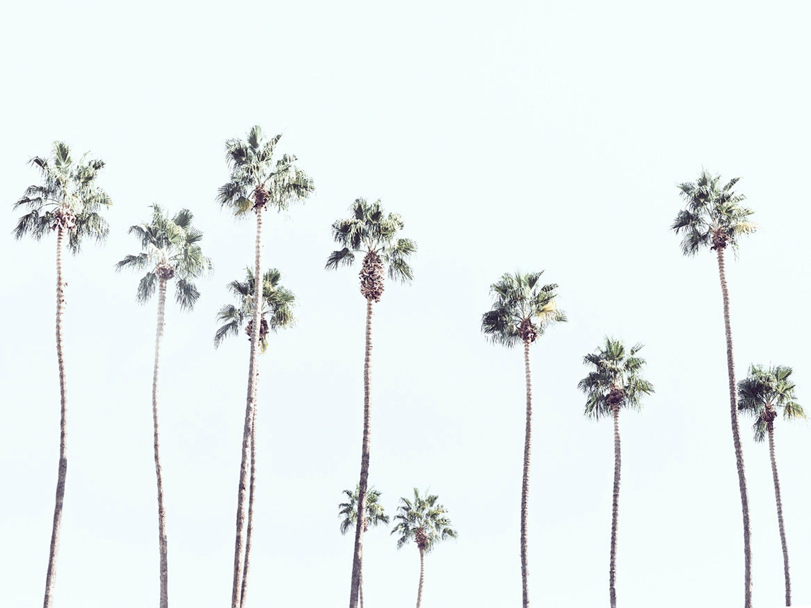 Large Pastel Palm Tree Print, Tropical Wall Art, Palm Springs ...