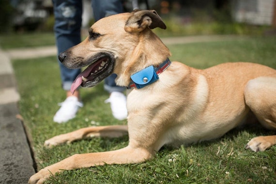 Can I Use Tile To Track My Dog