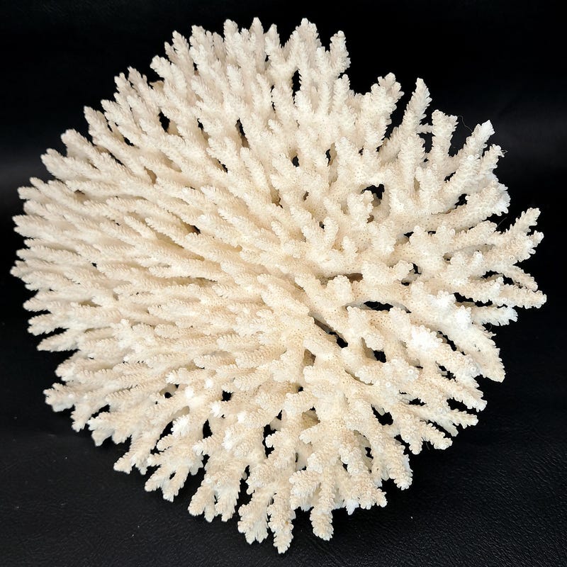 Large White Coral - Etsy