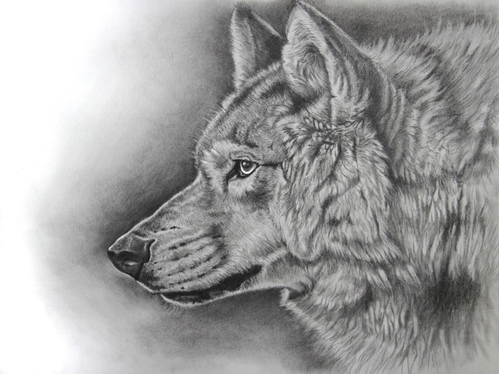 Wolf Sketch-print - Etsy