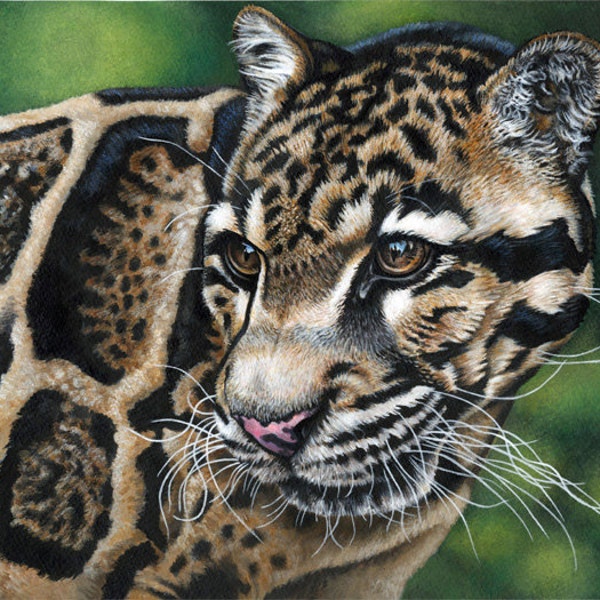 Clouded Leopard - Etsy