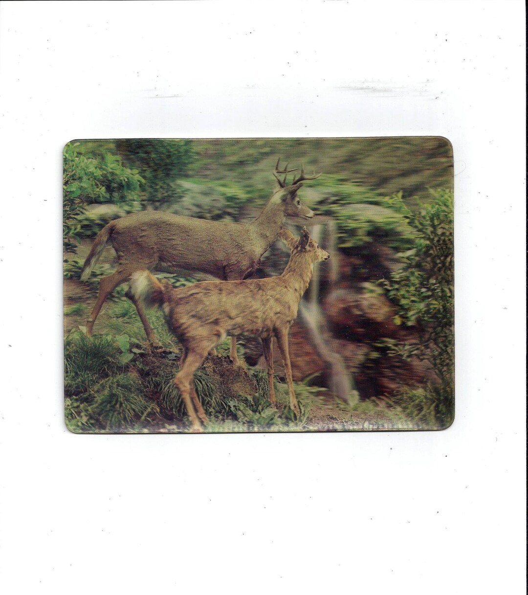1960s Postcard, 3 Dimension Color of Meadow Moment Deer in National ...