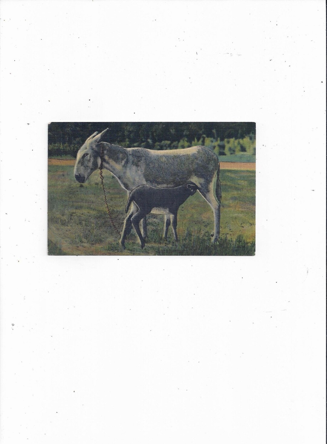1955 Linen Postcard of Southwest Donkeys, Posted With Two, 1 Cent ...