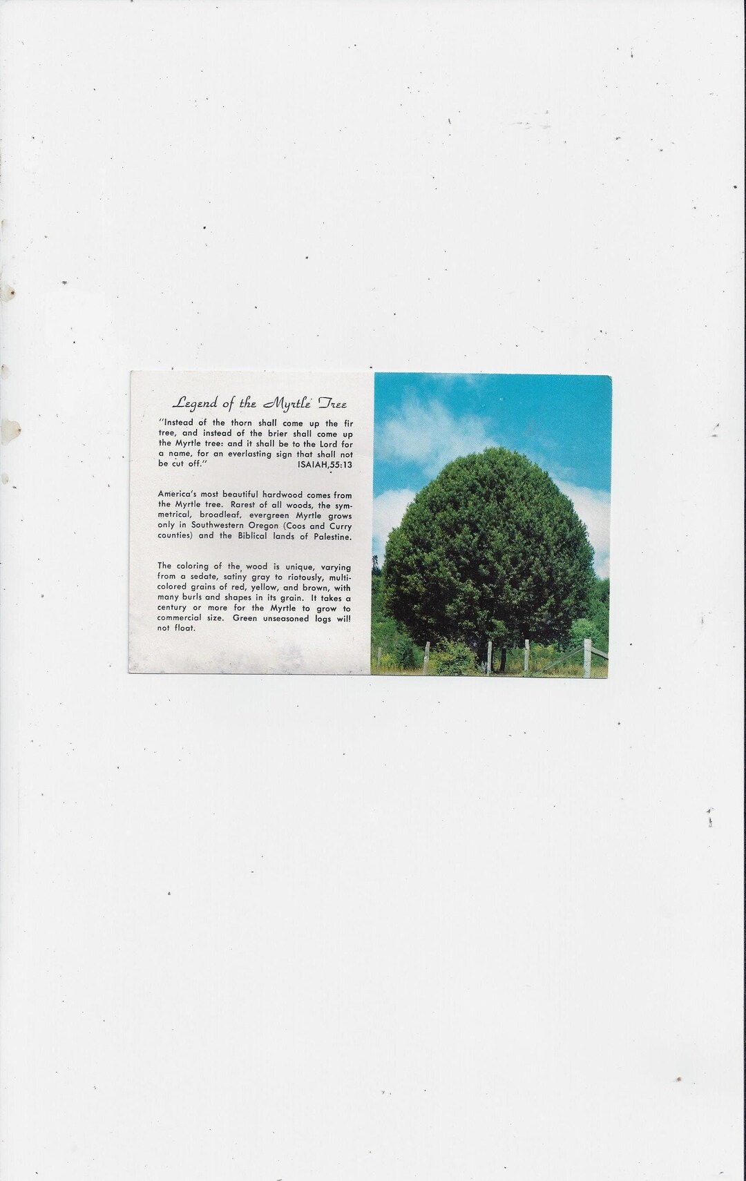 Legend of Myrtle Tree Postcard, Coos & Curry Counties in Oregon ...
