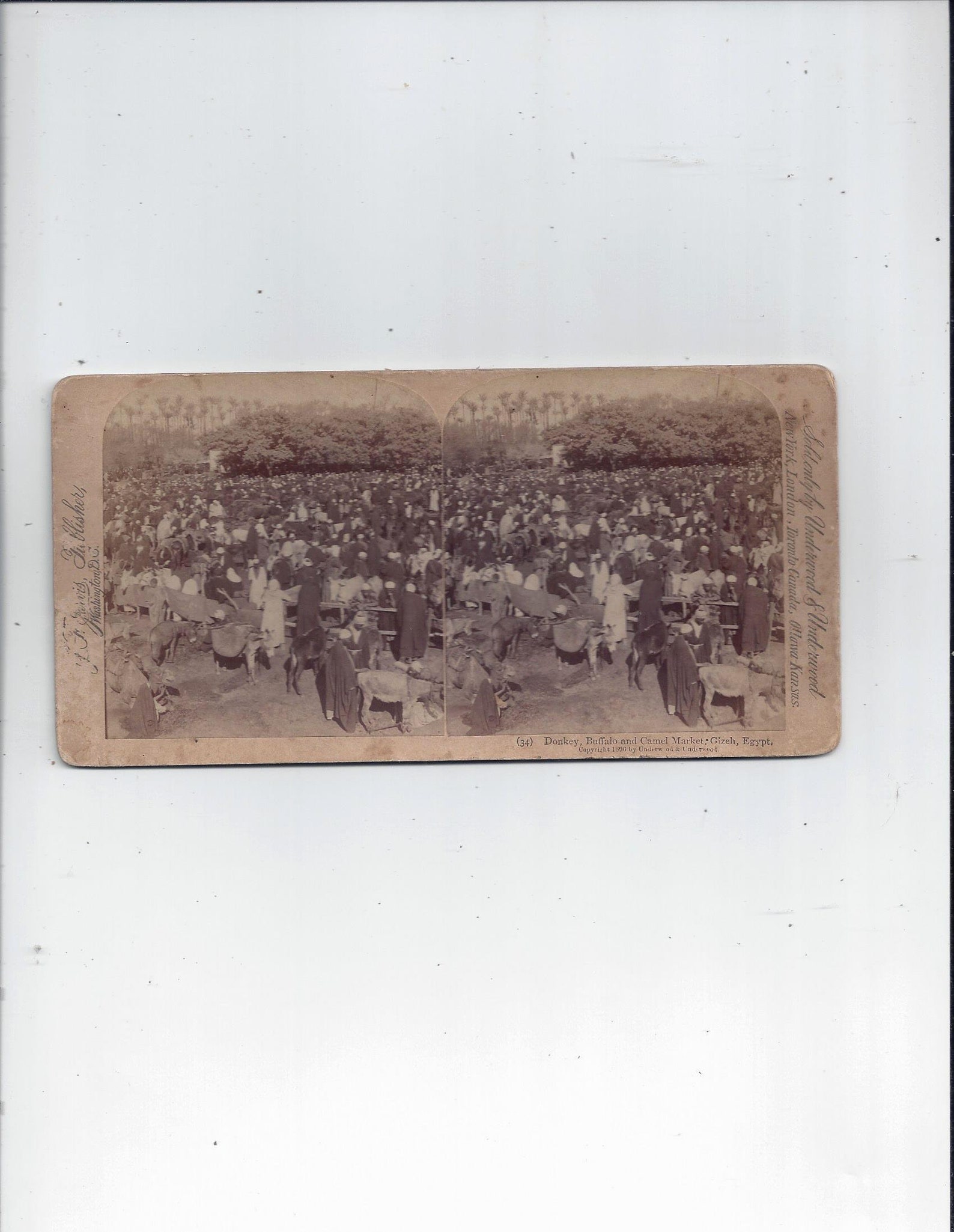 1896 Stereo View Card of Donkey Buffalo Camel Market in - Etsy