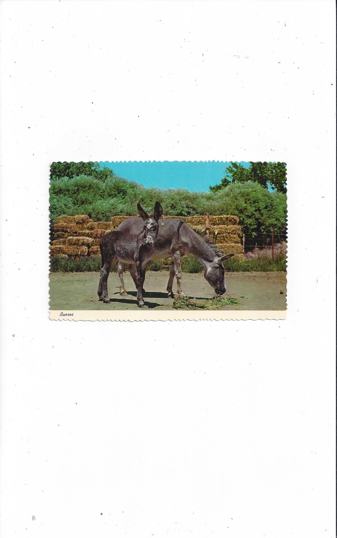 1970s Postcard of 2 Southwest Donkeys or Burros, Unposted, 4 X 6 Inches ...