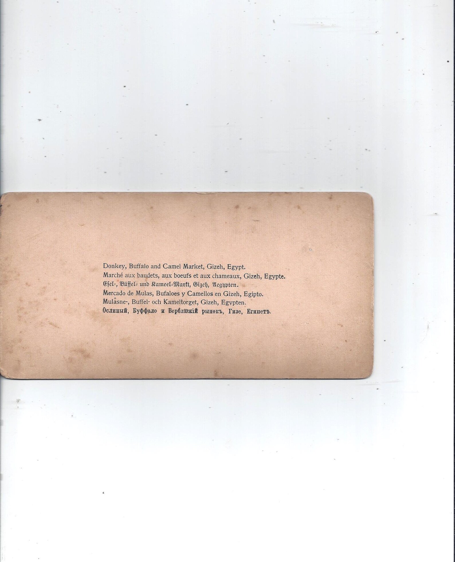 1896 Stereo View Card of Donkey Buffalo Camel Market in | Etsy