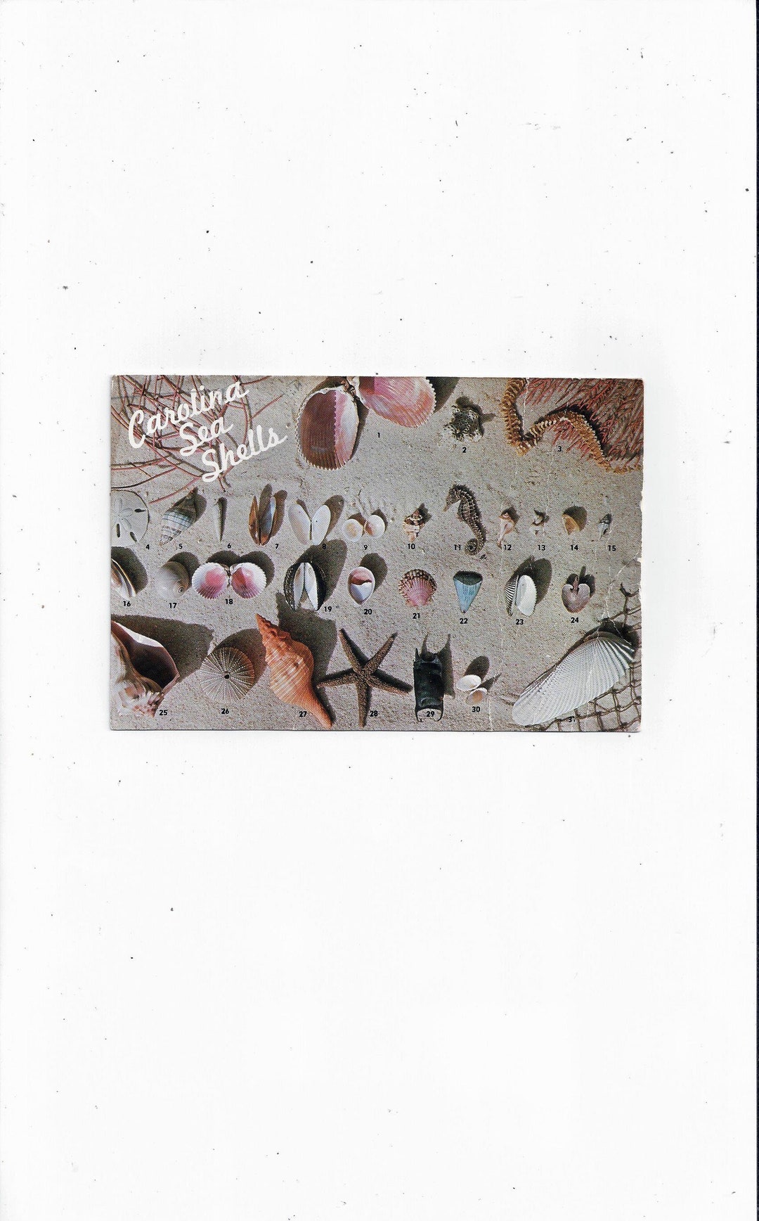 Carolina Sea Shells Postcard, 31 Varieties, From 1992, Posted With ...