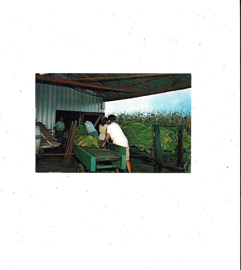 1960s Postcard of Stringing Tobacco at Harvest Time, Unposted, Probably ...