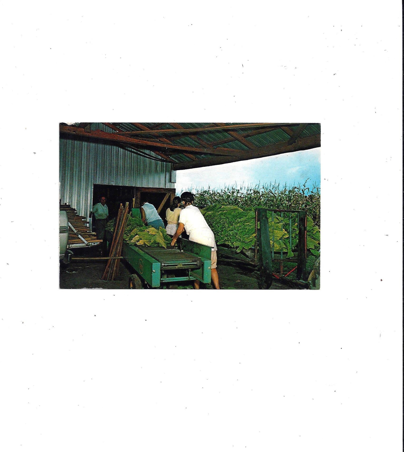 1960s Postcard of Stringing Tobacco at Harvest Time, Unposted, Probably ...