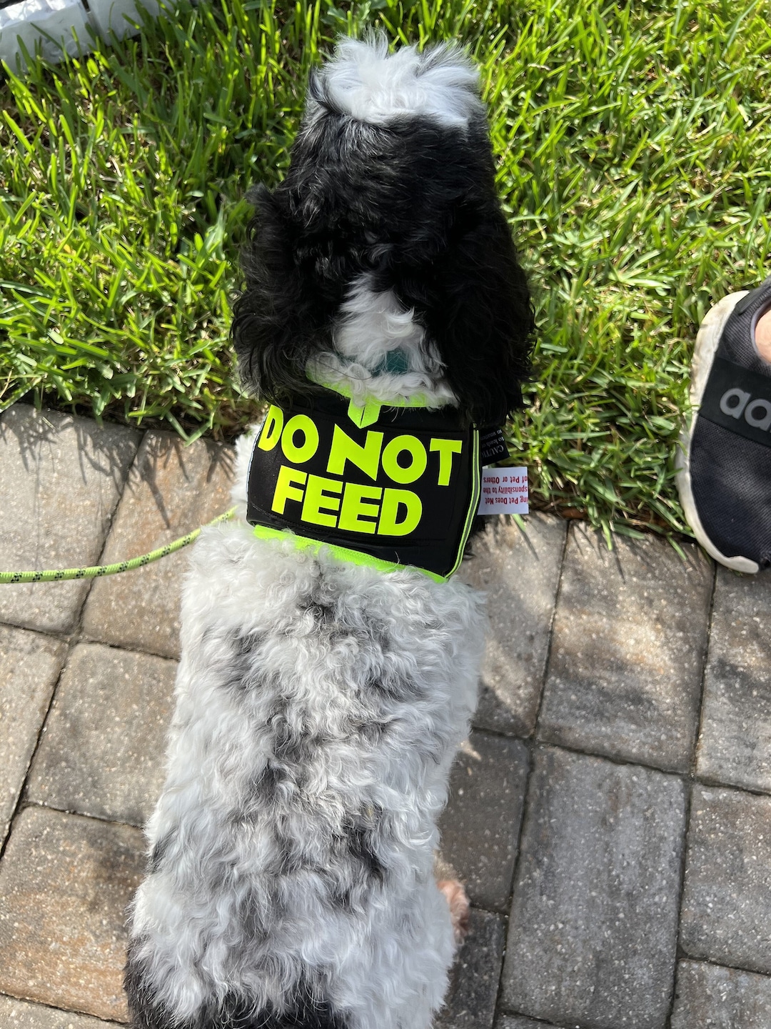 Dog Vest DO NOT FEED Alert Vest - Etsy