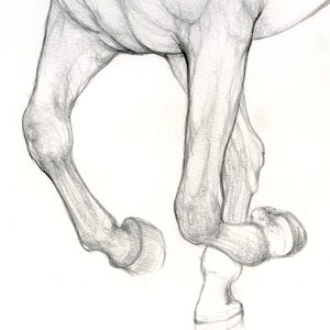 Running Horse, Equine Art, Original Pencil Drawing on Paper - Etsy