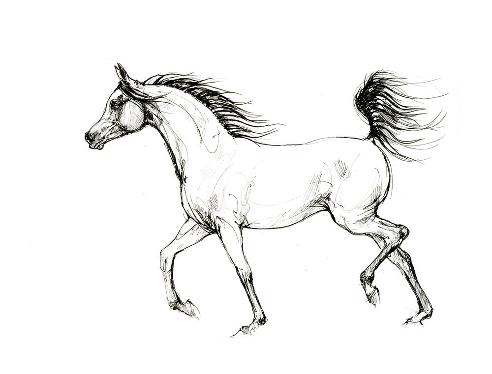 How To Draw Arabian Horse