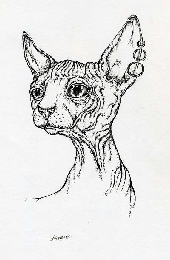 Sphynx Cat Drawing