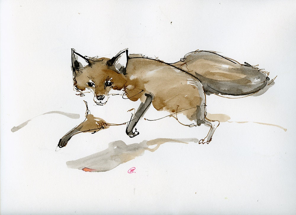Red Fox Running Drawing
