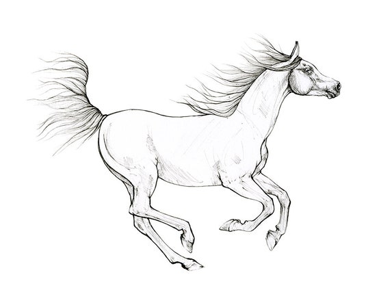 How To Draw Arabian Horse