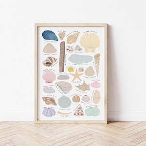 Types of Shells Illustrated Wall Art Poster Print Nautcial - Etsy UK