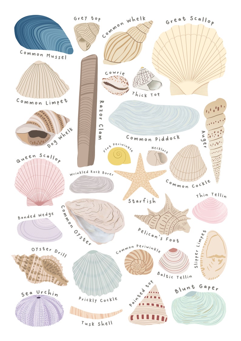 Types of Shells Illustrated Wall Art Poster Print Nautcial Ocean Under ...