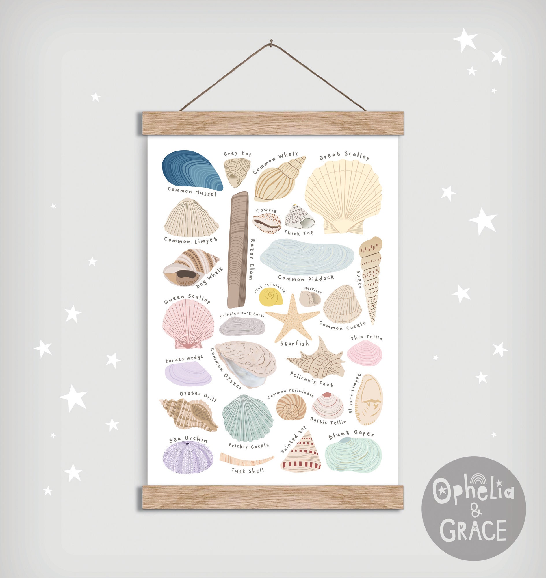 Types of Shells Illustrated Wall Art Poster Print Nautcial Ocean Under ...