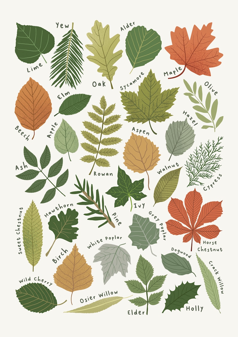 Types of Leaves Nature Montessori Art Poster Print - Etsy UK