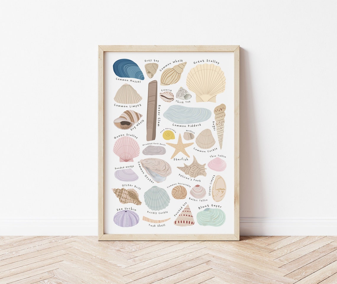 Types of Shells Illustrated Wall Art Poster Print Nautcial - Etsy UK