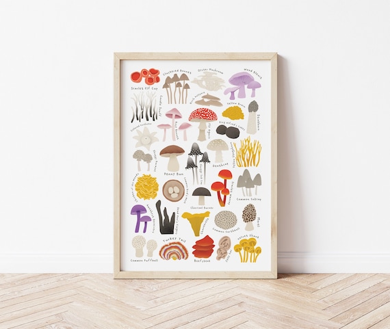 Types of Fungi Poster Art Print Mushrooms Mycology Art Poster - Etsy UK