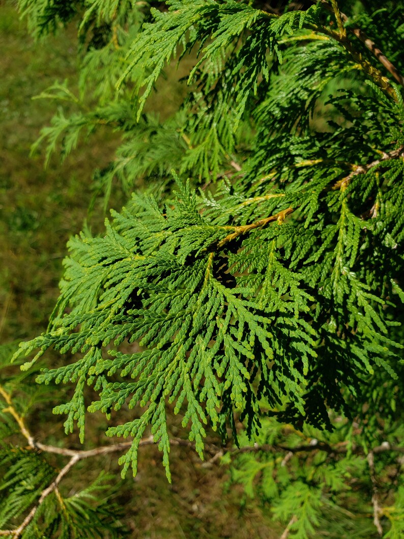 Fresh Cut Northern White Cedar Tips | Etsy