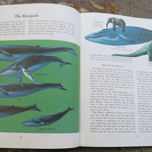 Whales Golden Book by Jane Werner Watson, the Whales Go by by Fred ...