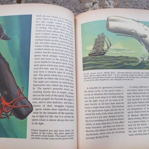 Whales Golden Book by Jane Werner Watson, the Whales Go by by Fred ...