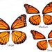 Miniature Monarch Butterfly Wings for Crafting Colorful Iridescent ...