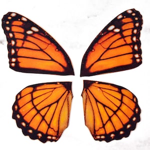 Miniature Monarch Butterfly Wings for Crafting - Colorful Iridescent ...