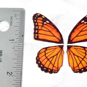 Miniature Monarch Butterfly Wings for Crafting - Colorful Iridescent ...
