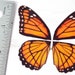 Miniature Monarch Butterfly Wings for Crafting Colorful Iridescent ...