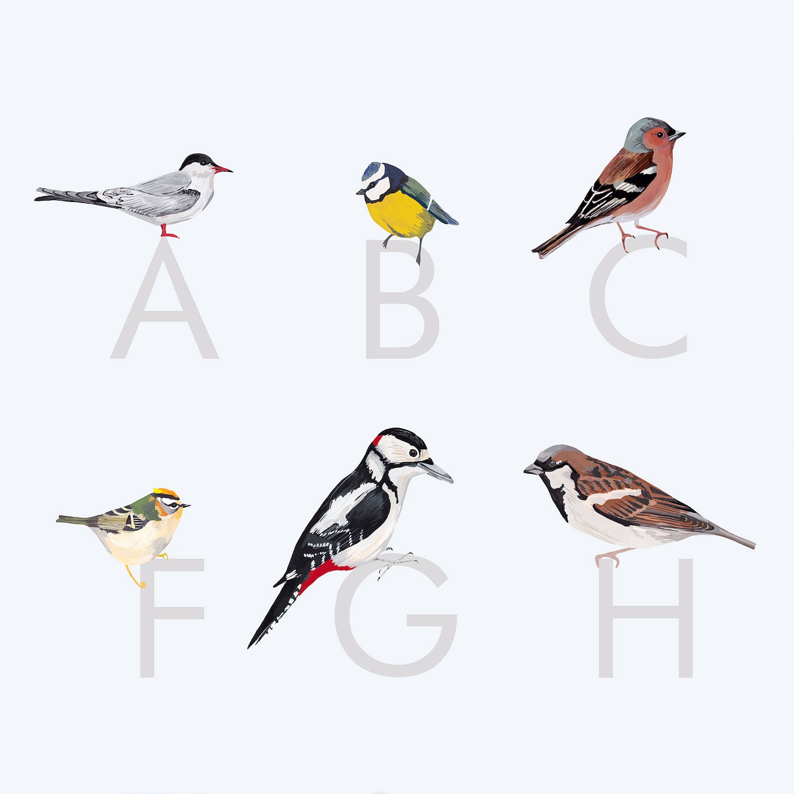 Garden Birds A-Z British Garden Birds Educational Poster - Etsy