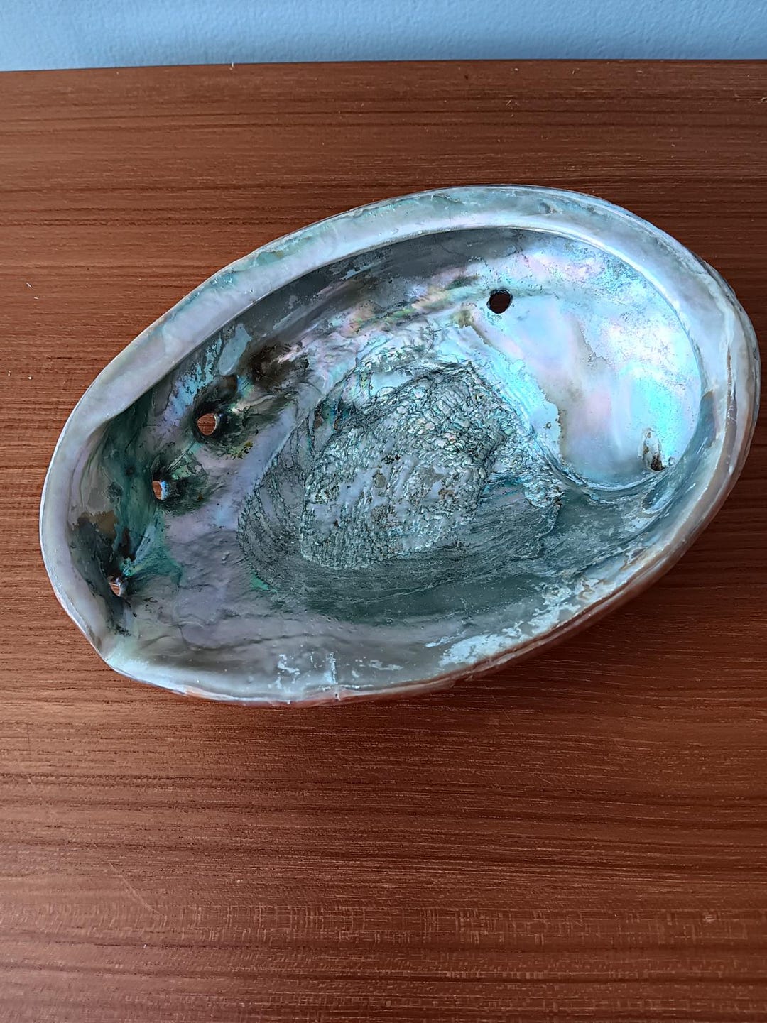 Red Abalone 8-inch Shell | Vintage From 1950s - Etsy